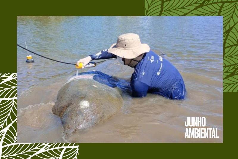Junho Ambiental: MPF cobra proteção de peixe-boi-marinho Astro e ...